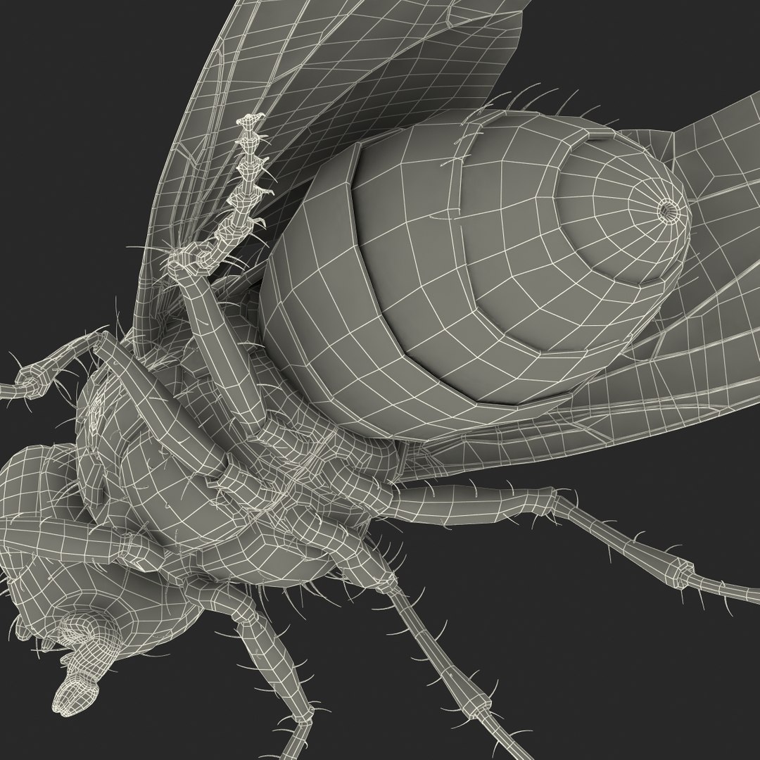 Green Bottle Fly Rigged 3d Model