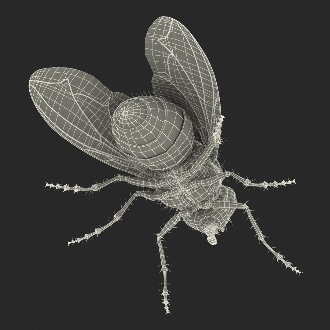 Green Bottle Fly Rigged 3d Model