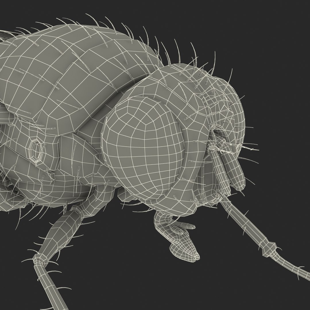Green Bottle Fly Rigged 3d Model