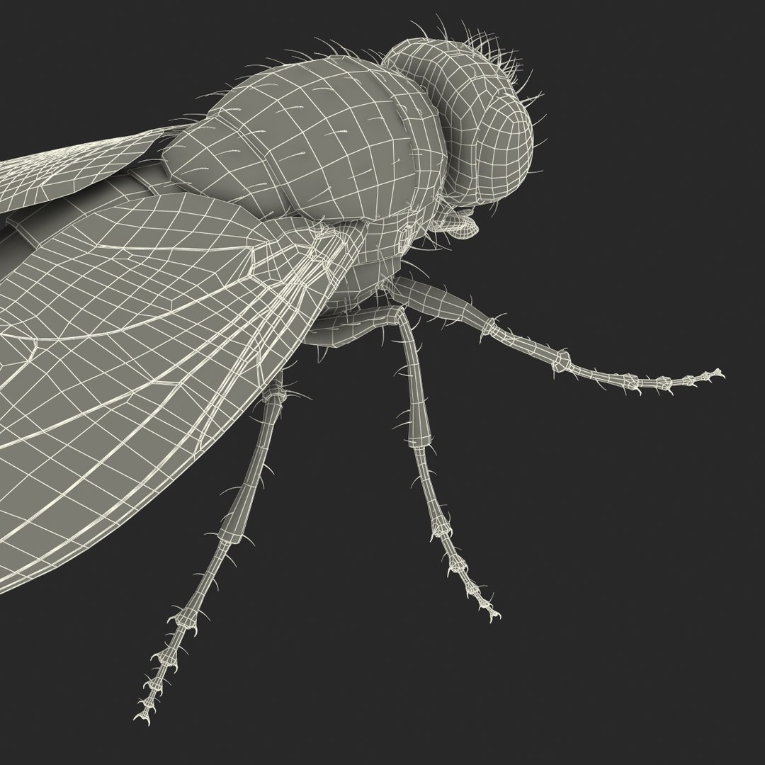 Green Bottle Fly Rigged 3d Model
