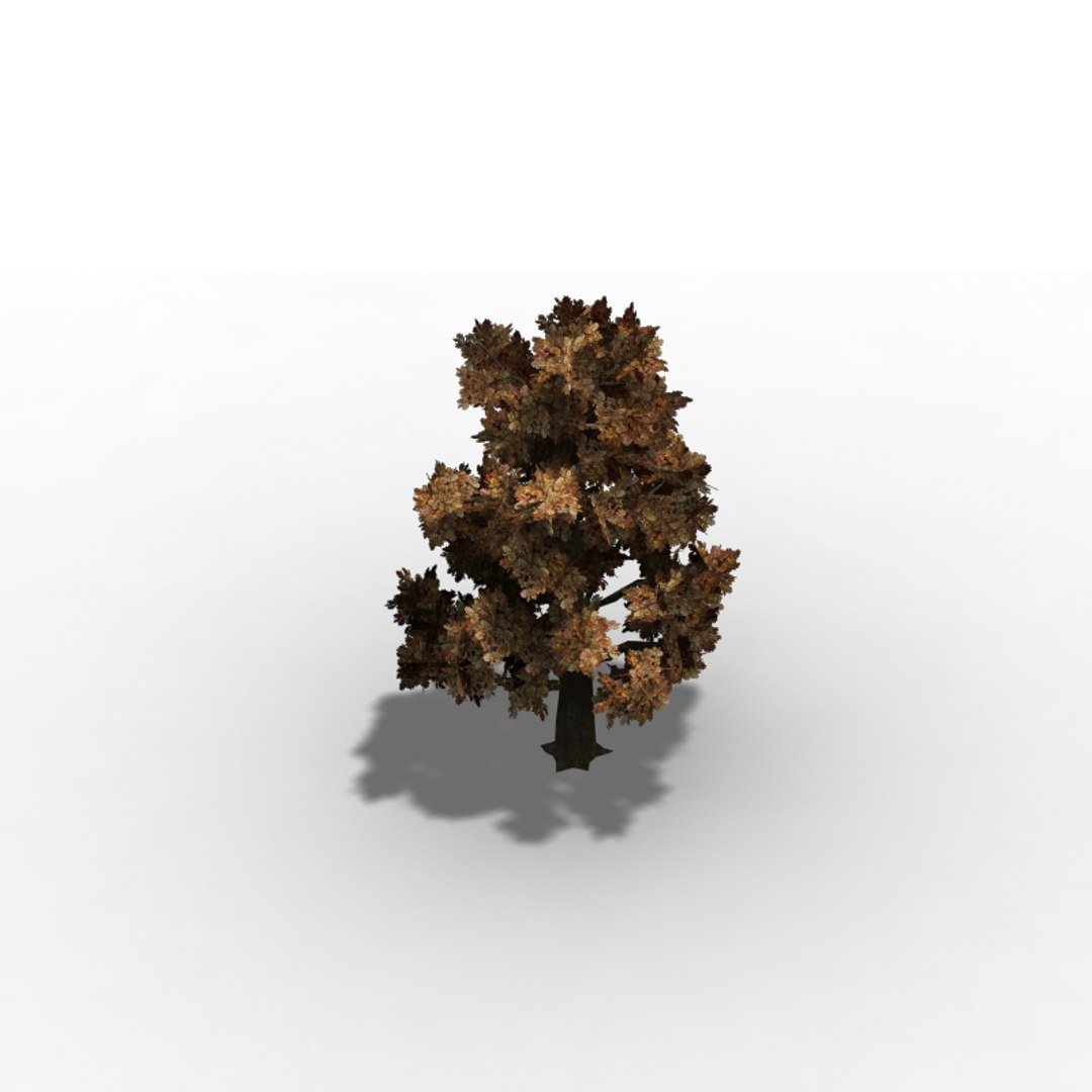 Oak-tree Lod Level 3d Model