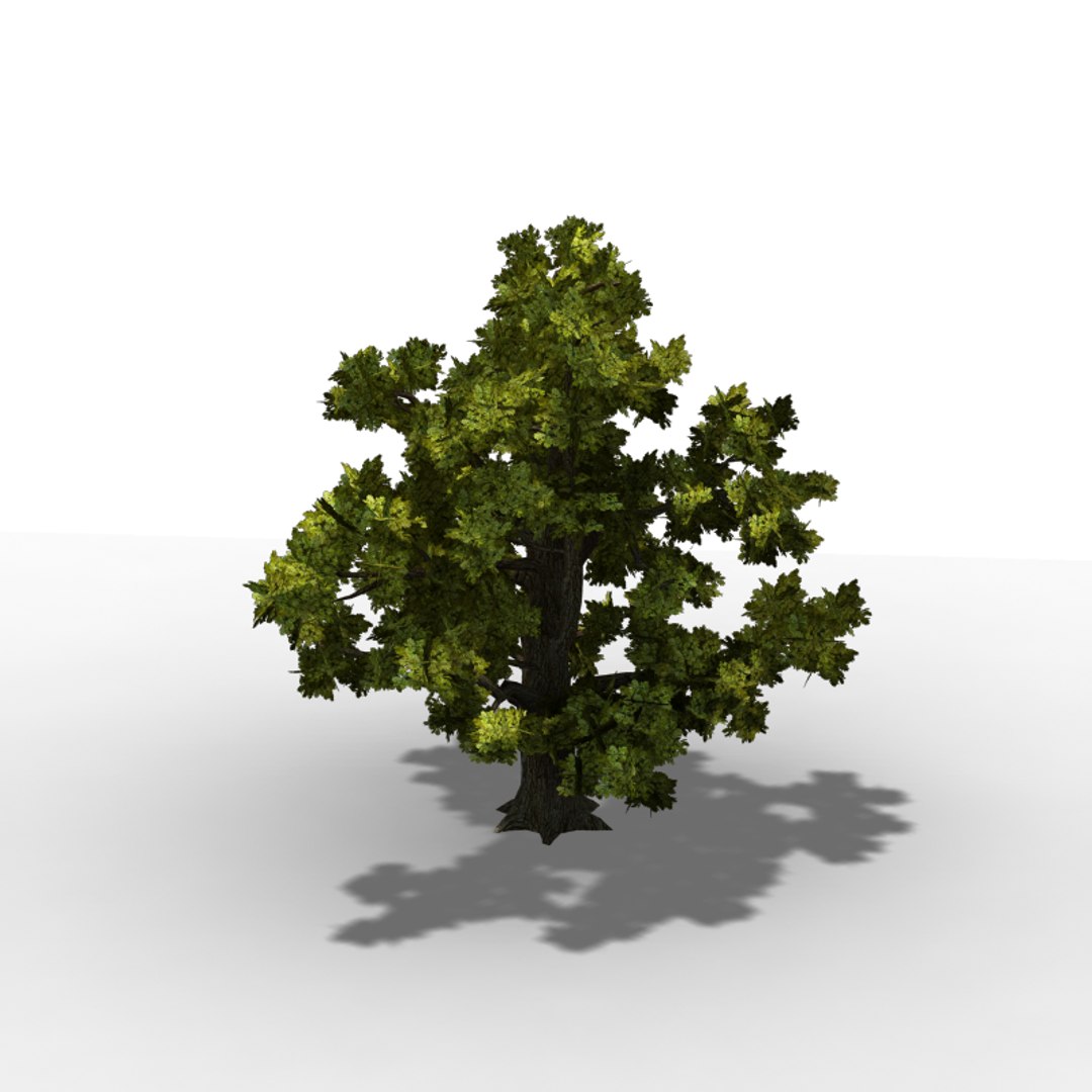 Oak-tree Lod Level 3d Model