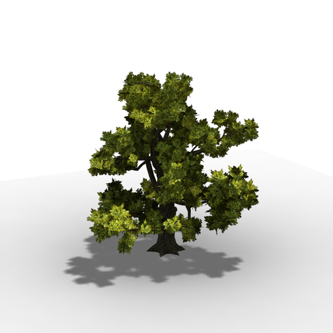 Oak-tree Lod Level 3d Model