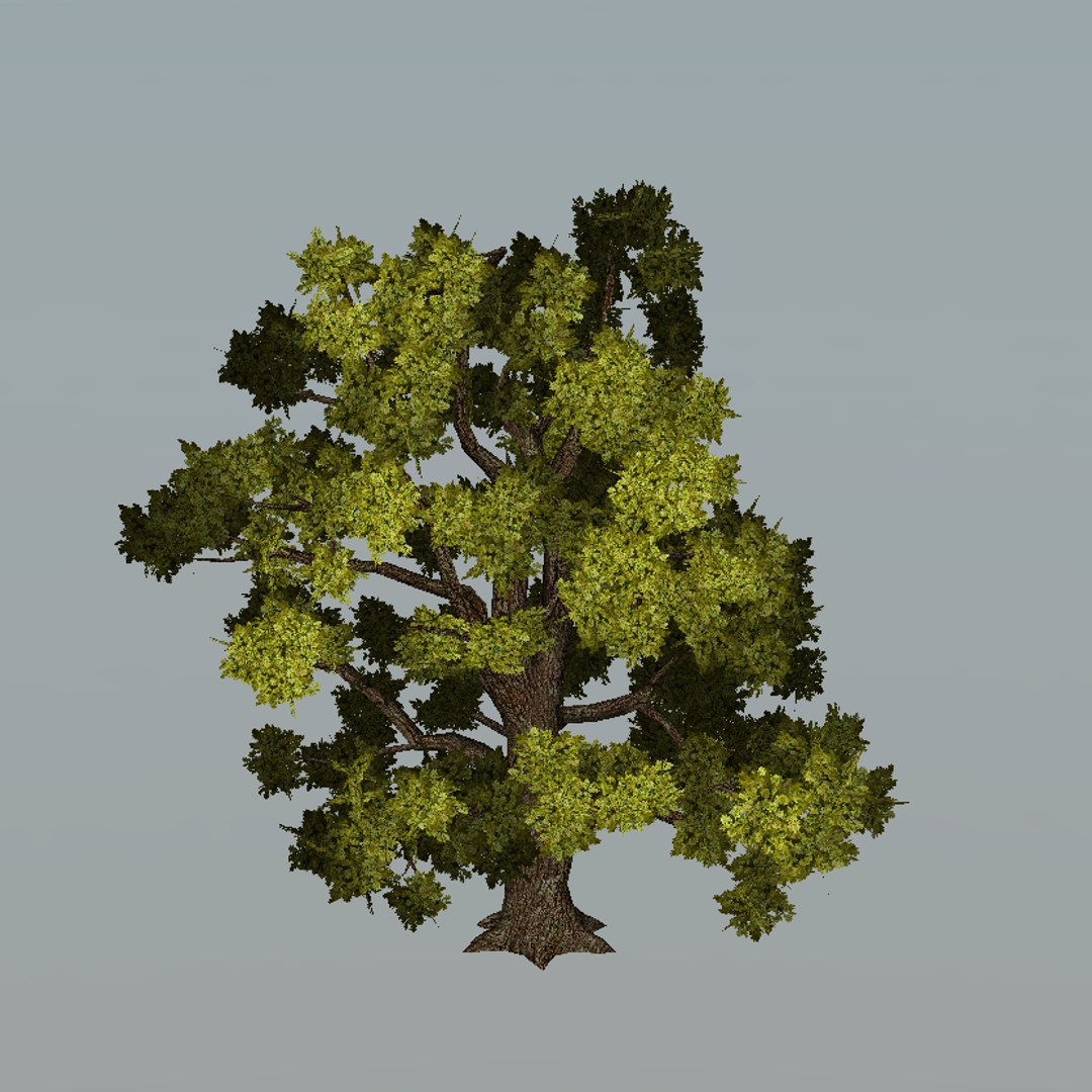 Oak-tree Lod Level 3d Model