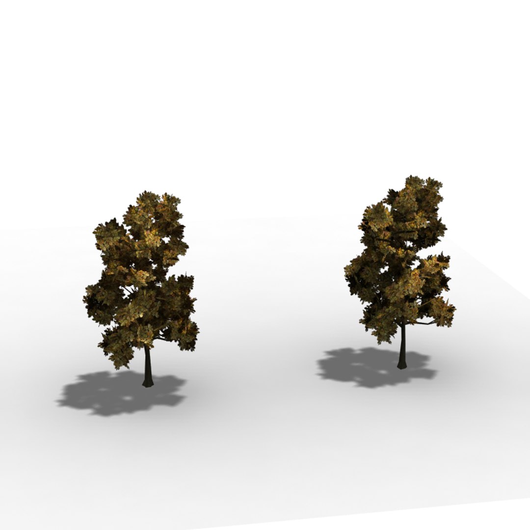 Oak-tree Lod Level 3d Model