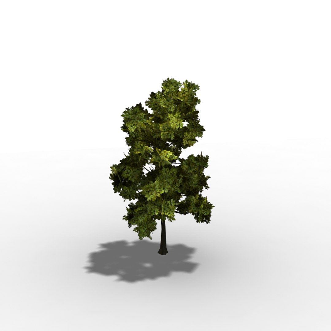 Oak-tree Lod Level 3d Model