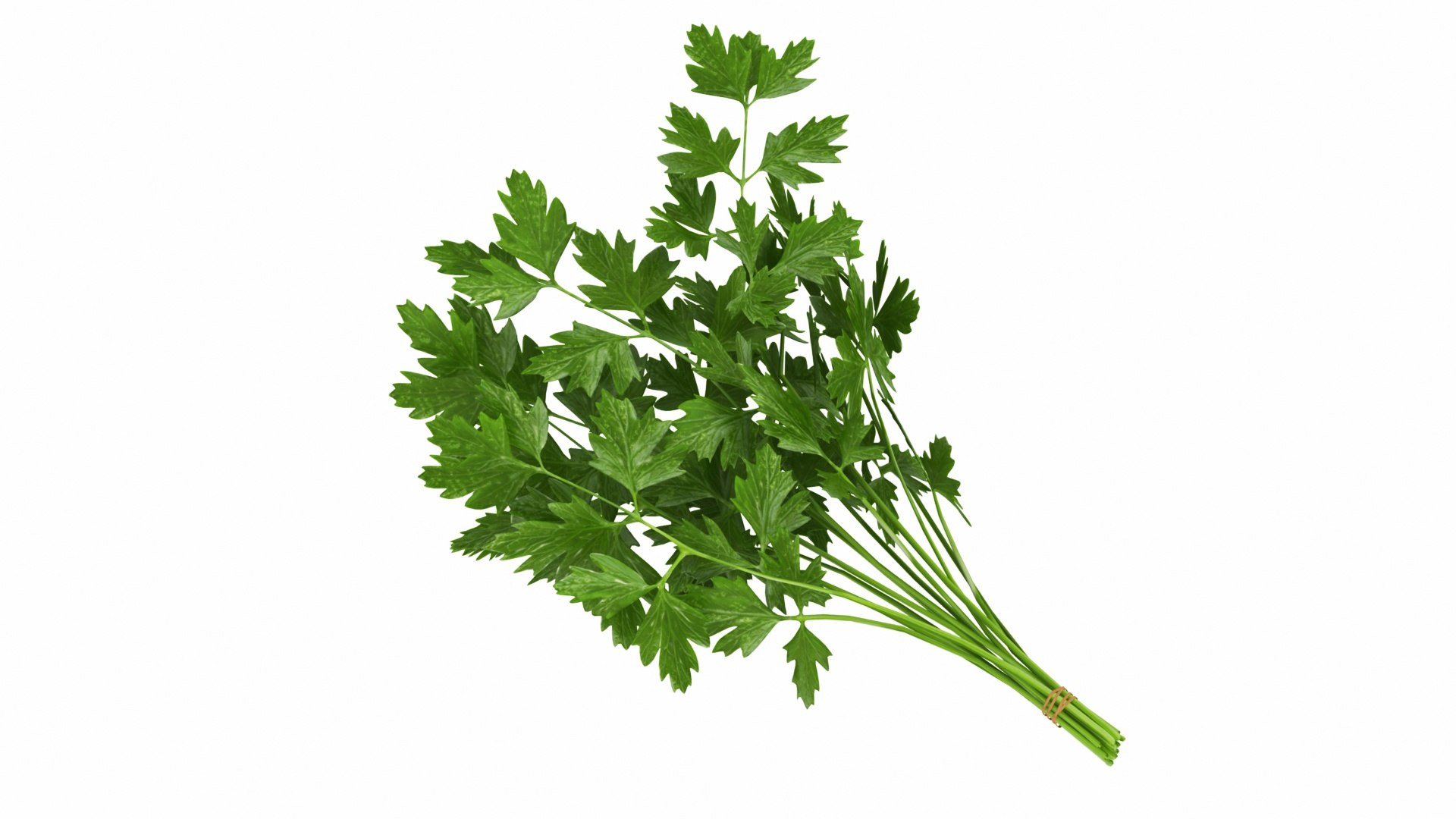 Parsley Bunch 3D - TurboSquid 2515131