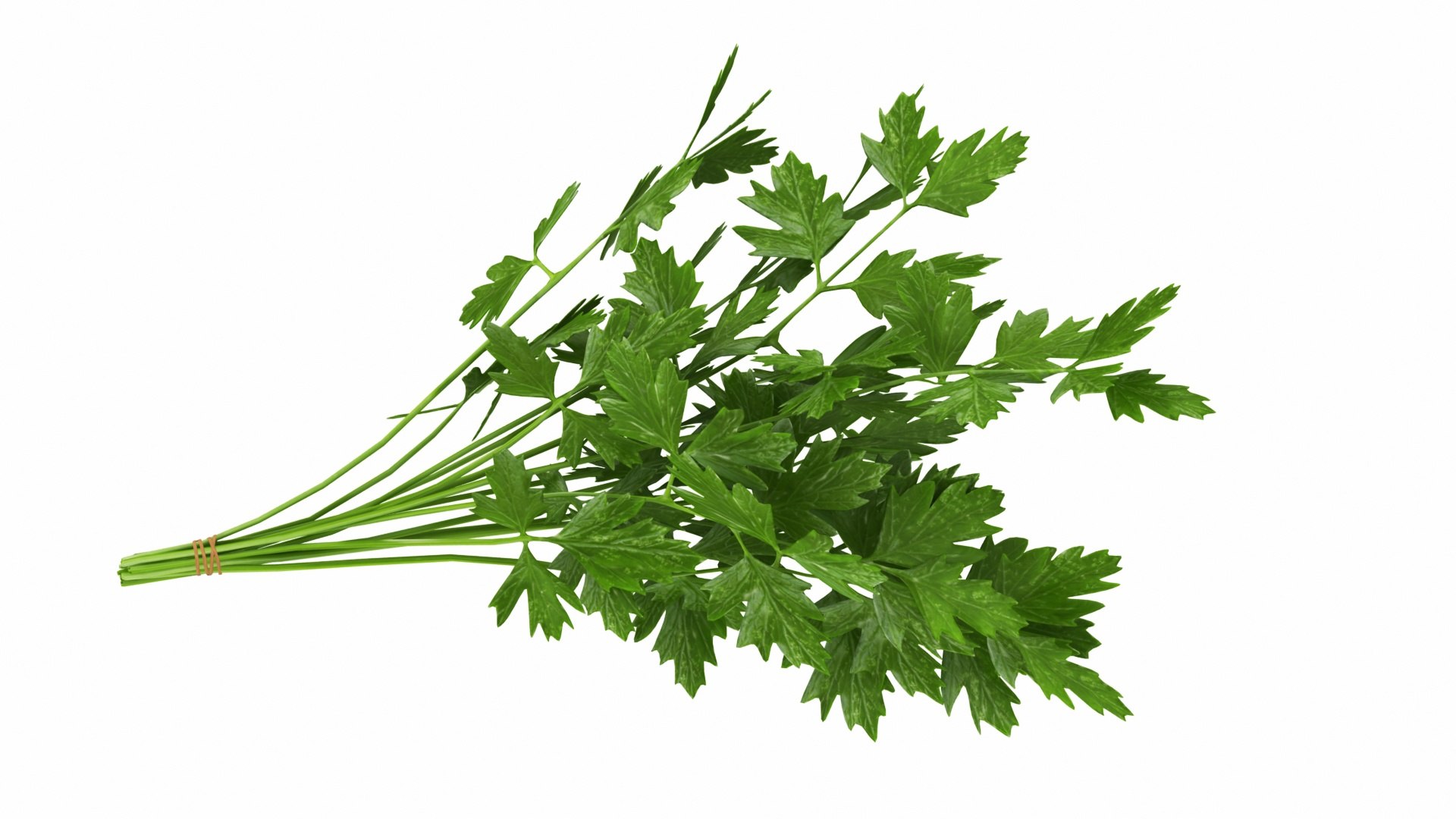 Parsley Bunch 3D - TurboSquid 2515131
