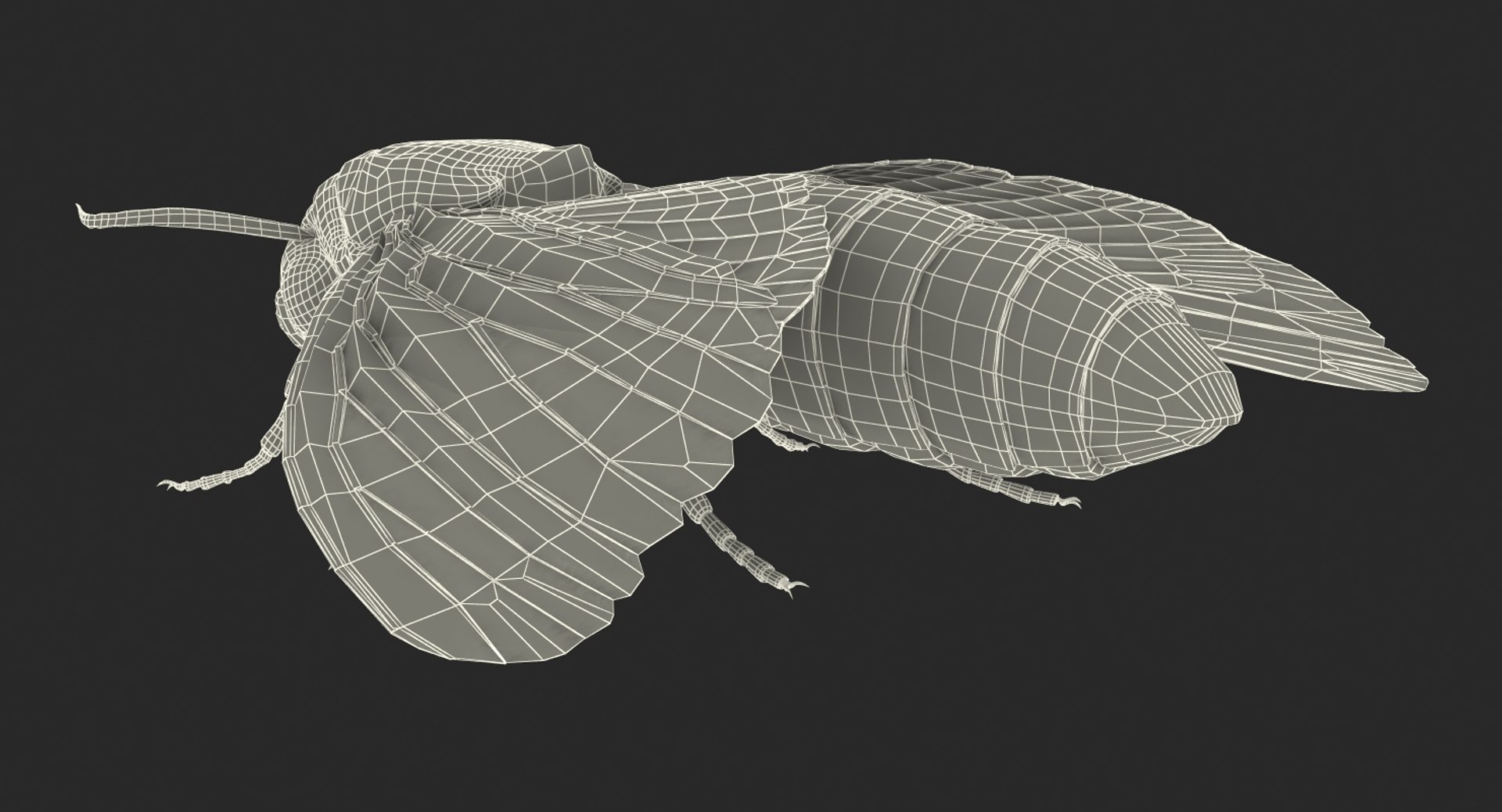3D model moths set atlas - TurboSquid 1221525