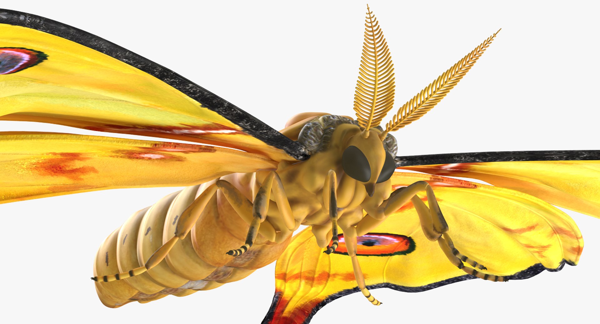 3D model moths set atlas - TurboSquid 1221525