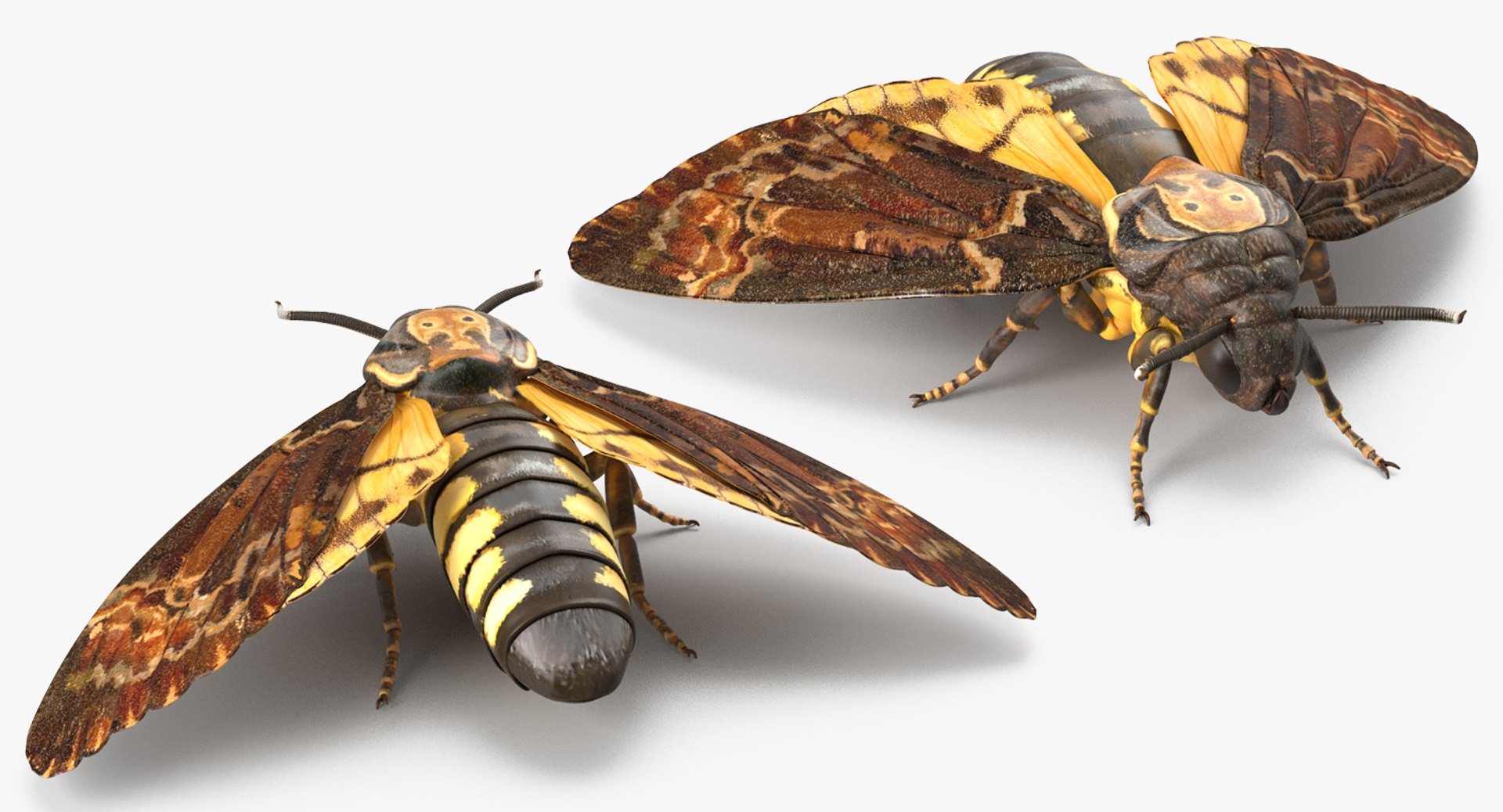3D model moths set atlas - TurboSquid 1221525