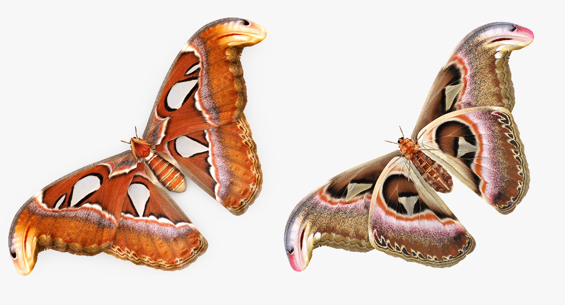 3D Model Moths Set Atlas - TurboSquid 1221525