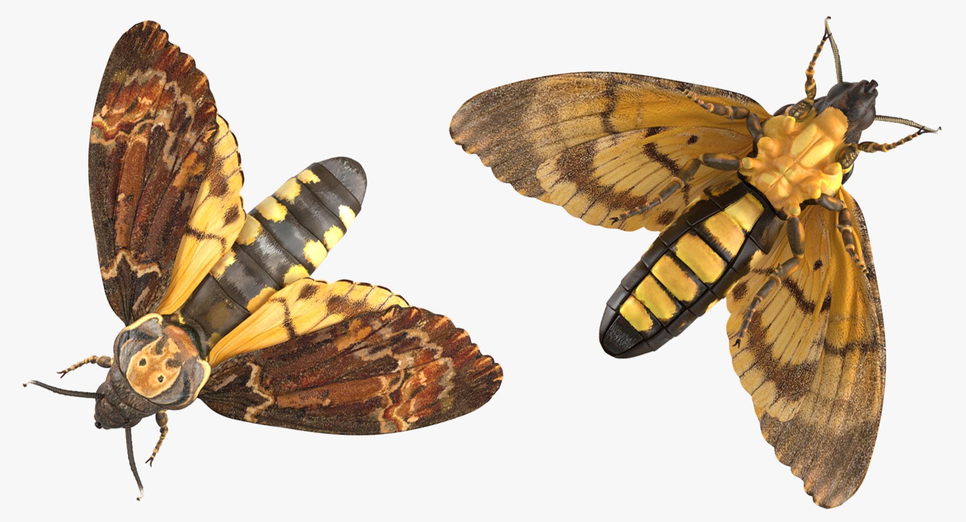 3D model moths set atlas - TurboSquid 1221525