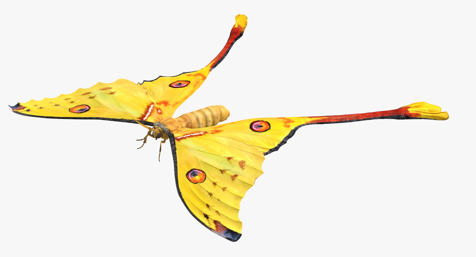 3D model moths set atlas - TurboSquid 1221525