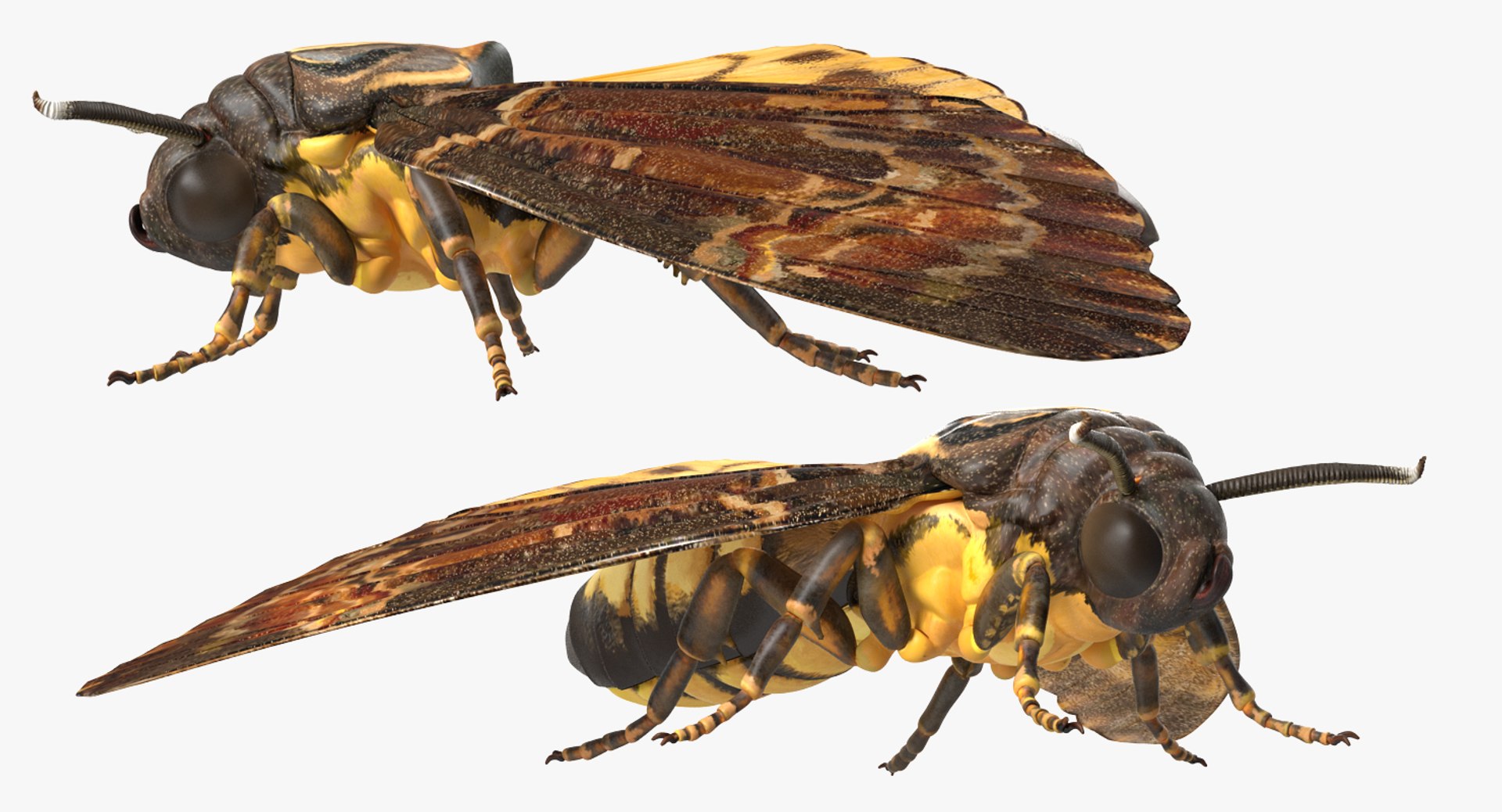 3D model moths set atlas - TurboSquid 1221525