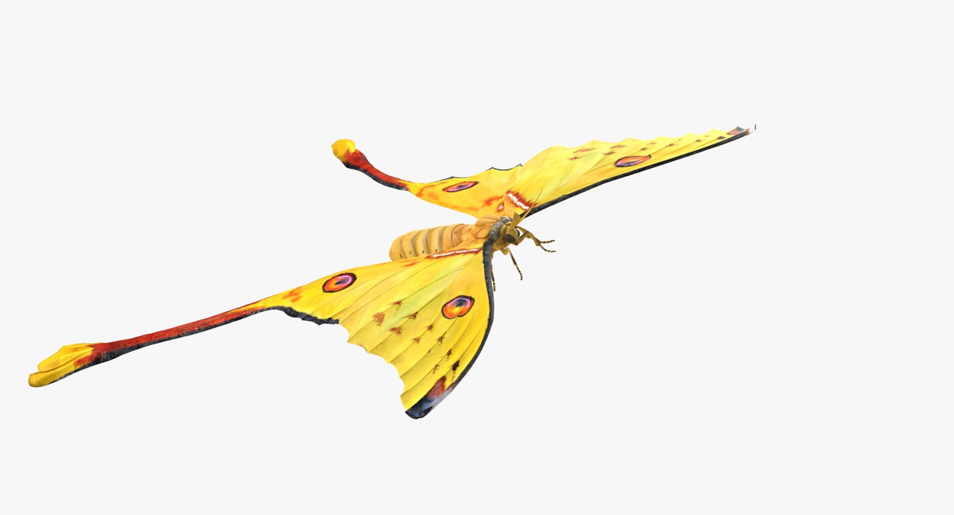 3D Model Moths Set Atlas - TurboSquid 1221525