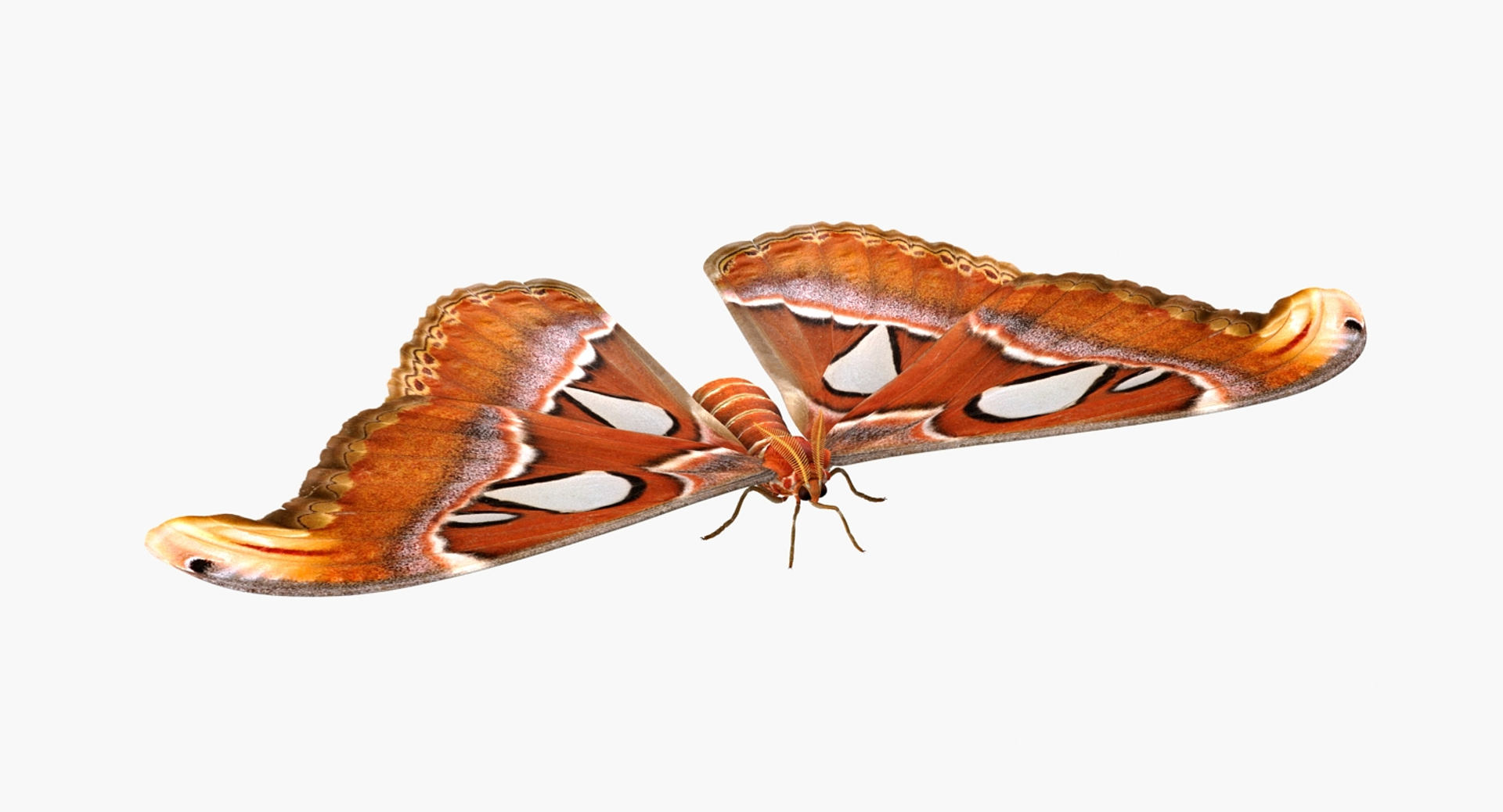 3D Model Moths Set Atlas - TurboSquid 1221525