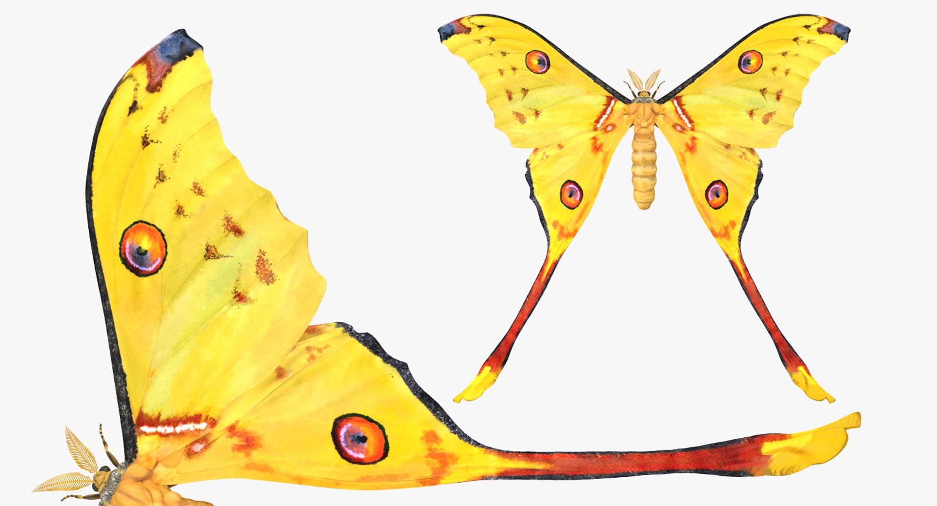 3D model moths set atlas - TurboSquid 1221525