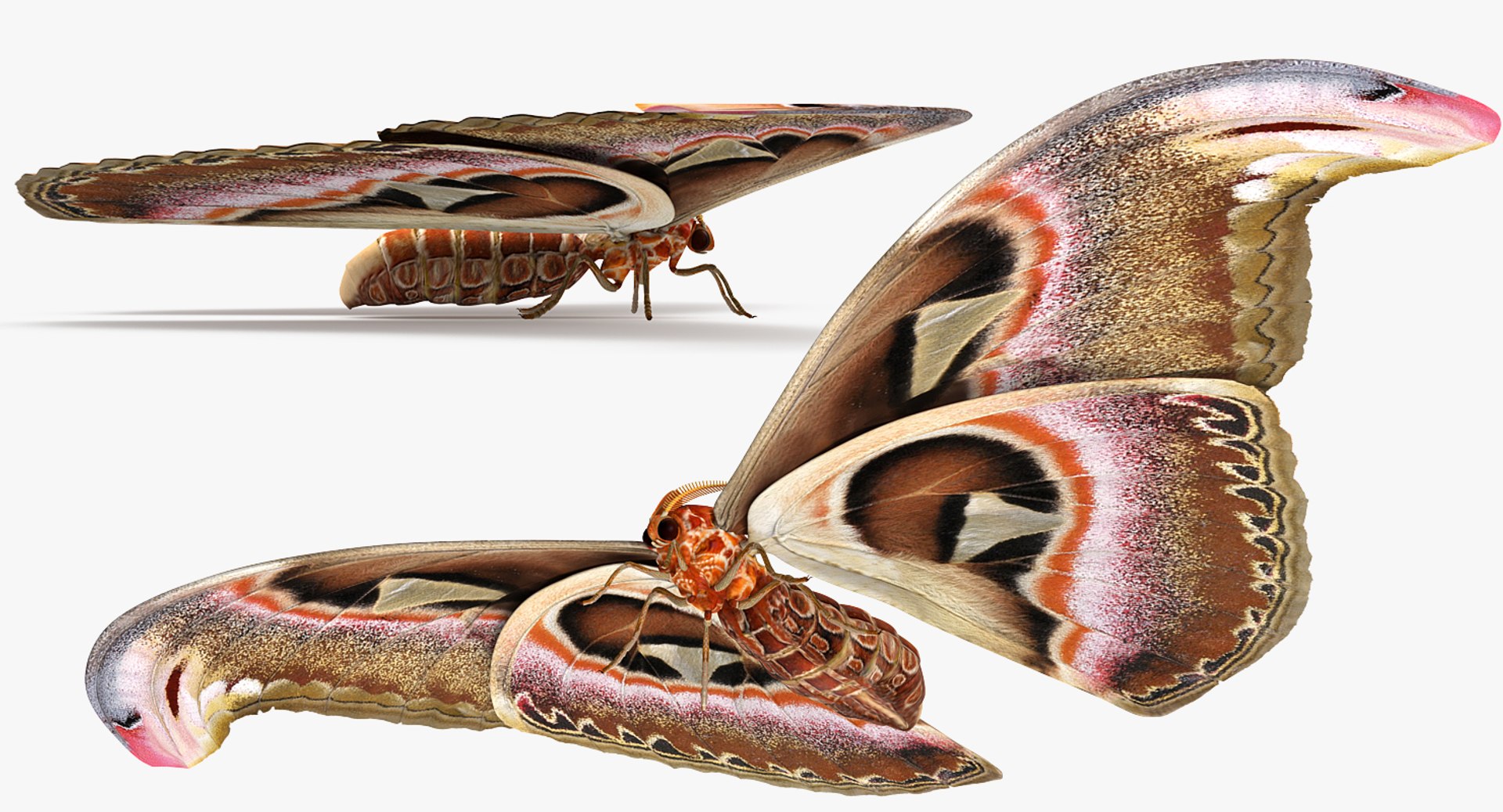3D model moths set atlas - TurboSquid 1221525