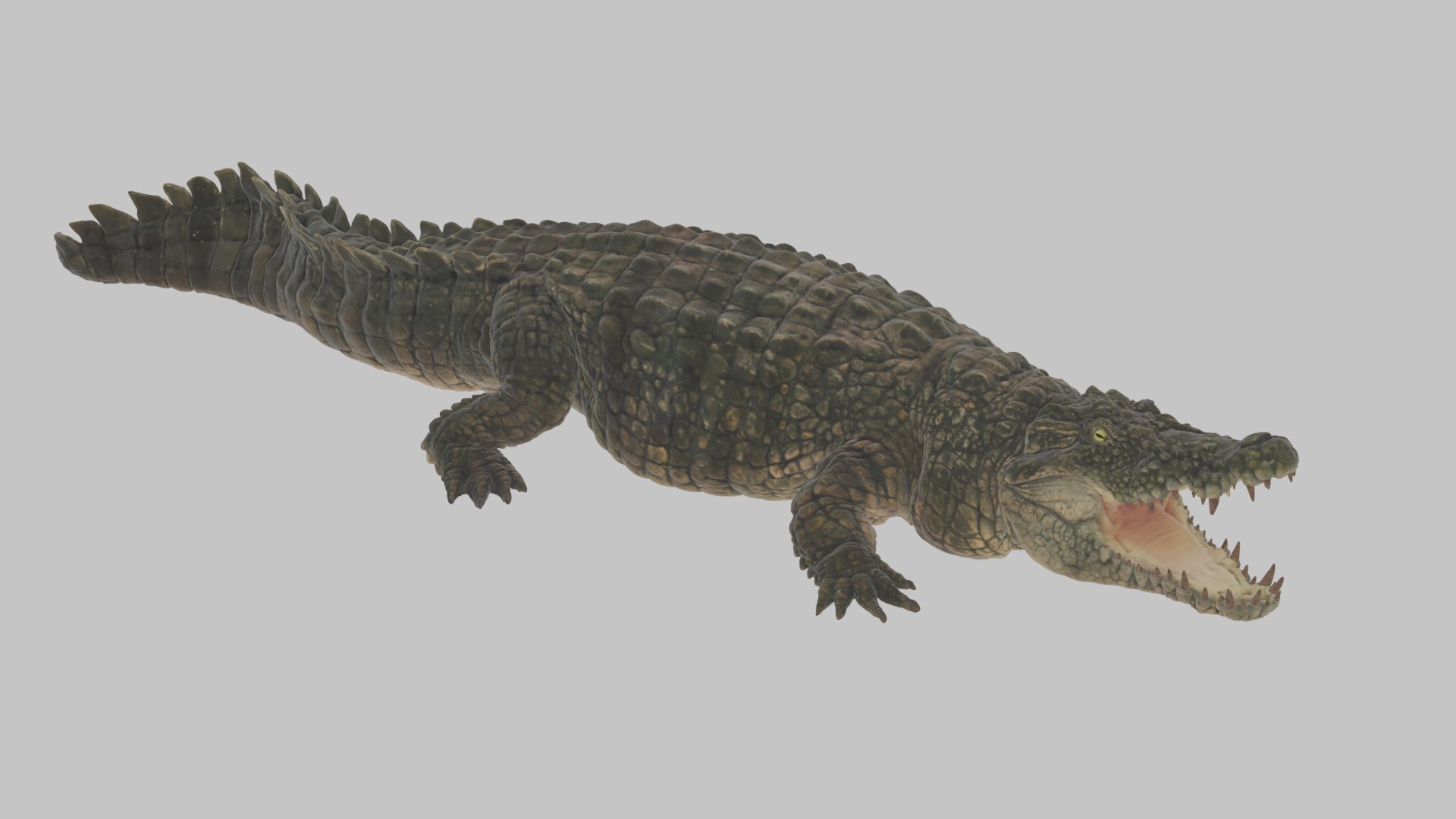 Highly Detailed Crocodile Model - TurboSquid 2357067