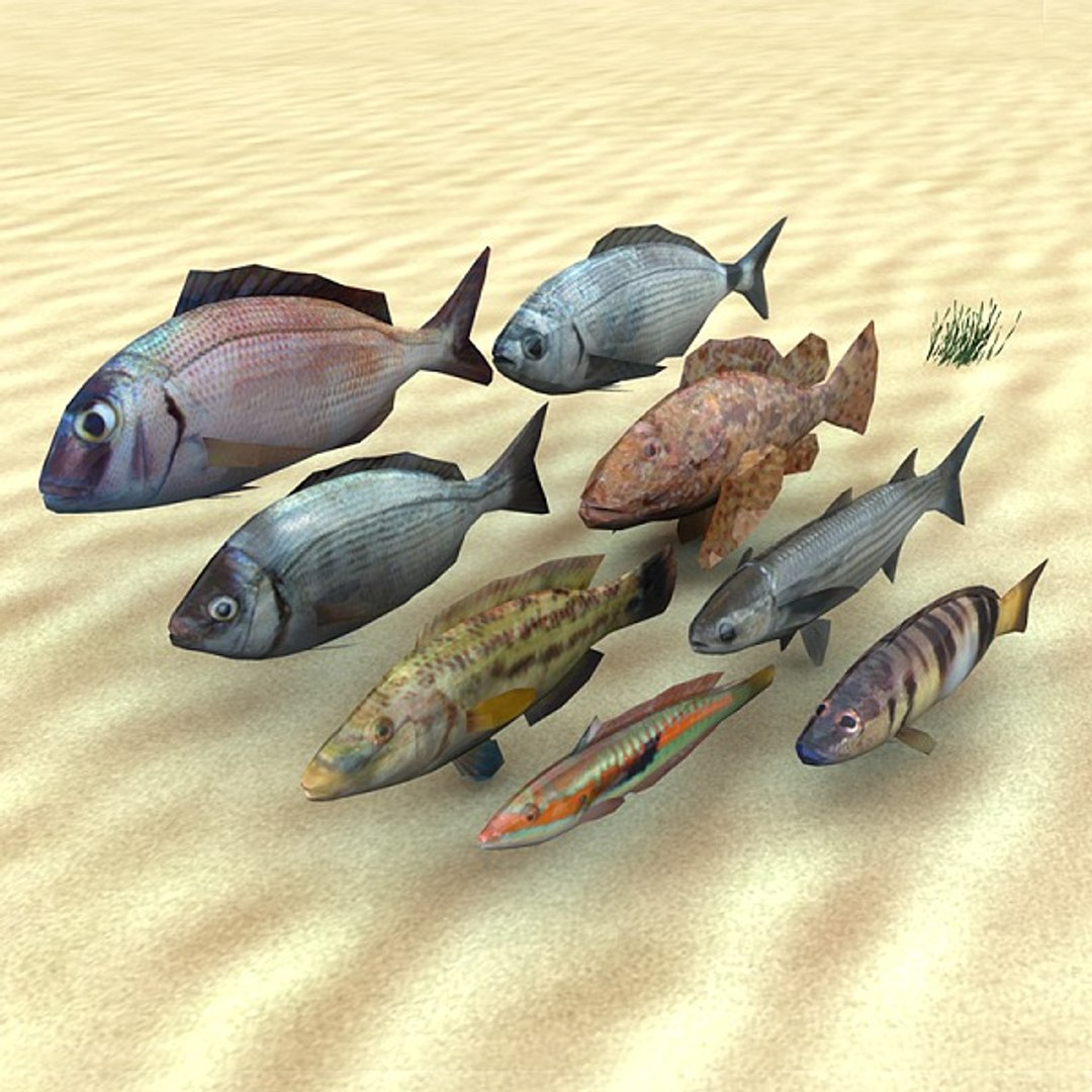 3ds Max Fish Adriatic Sea