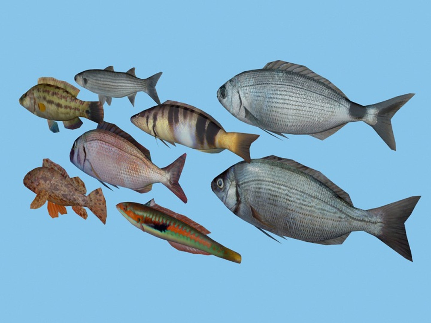 3ds Max Fish Adriatic Sea
