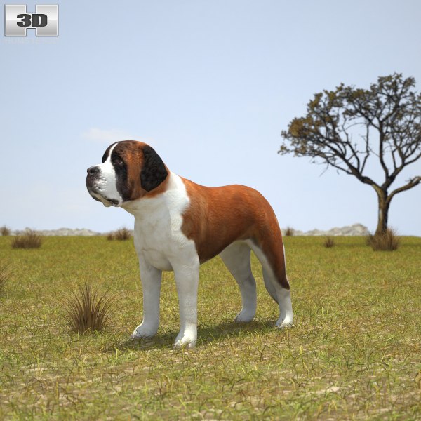 Saint Bernard 3D Models for Download | TurboSquid