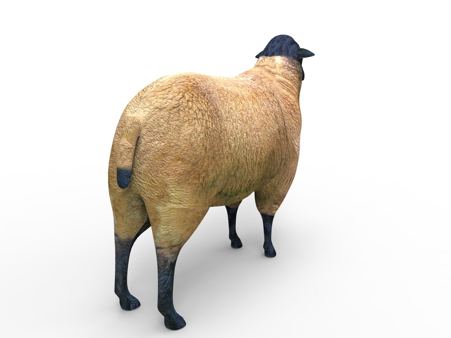 Sheep 3D - TurboSquid 1194217