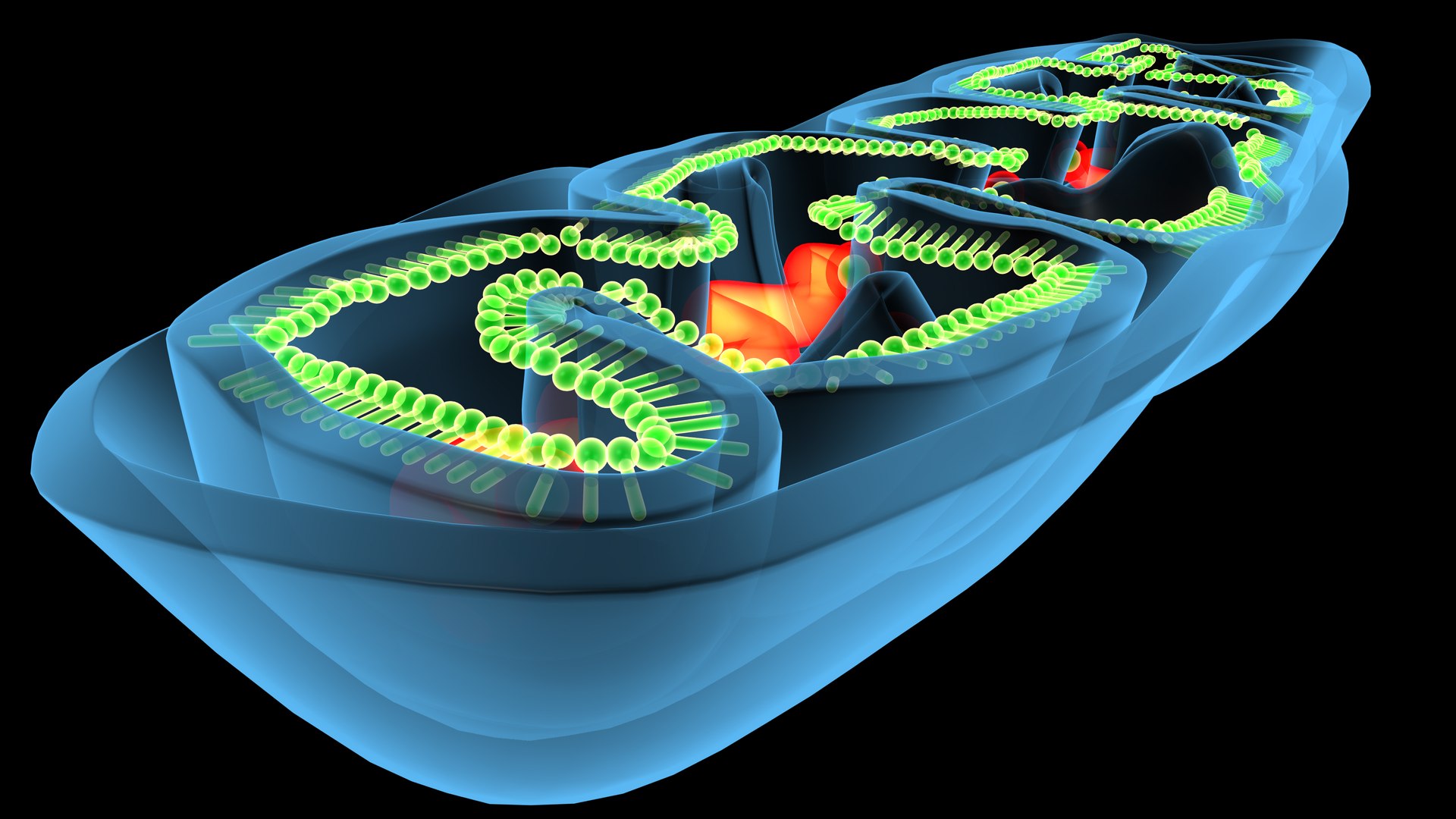 3D model cells mitochondria - TurboSquid 1336250