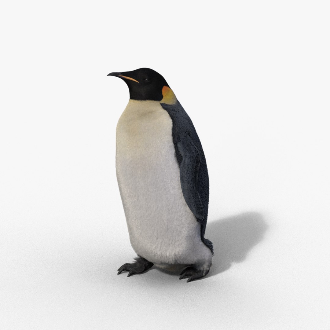 Emperor Penguin Animated 3D 모델 - TurboSquid 1904141