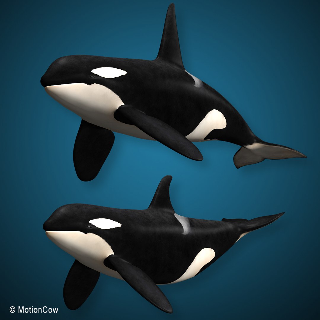 3D Orca Killer Whale Model - TurboSquid 1172341