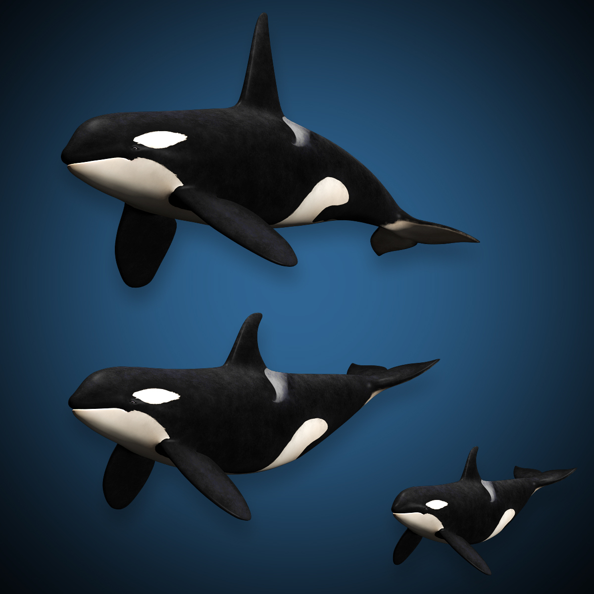 3D orca killer whale model - TurboSquid 1172341