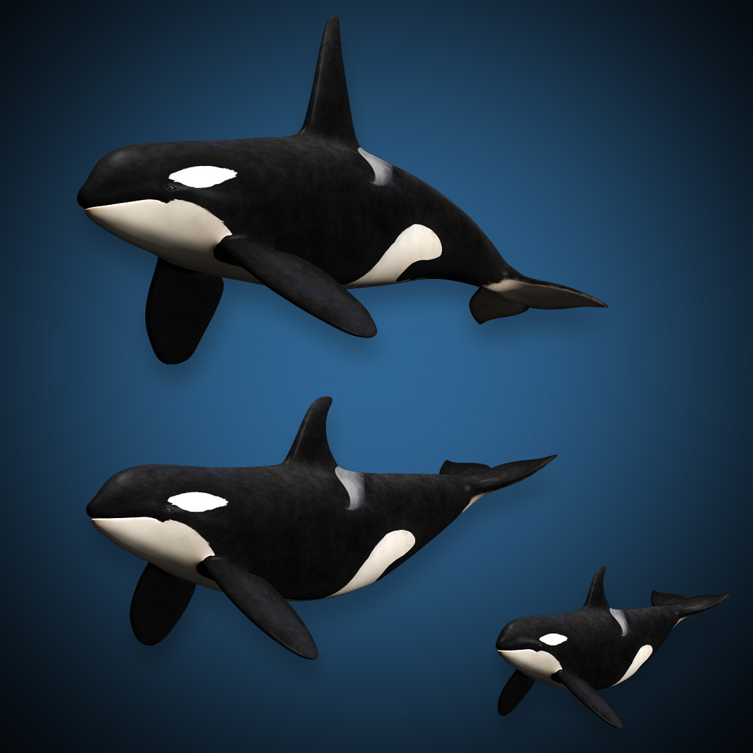 3D orca killer whale model - TurboSquid 1172341