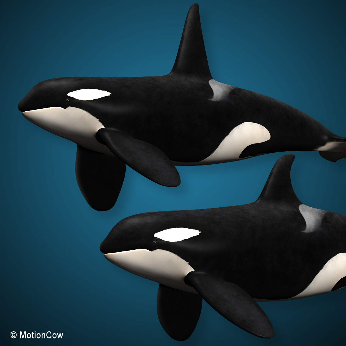3D orca killer whale model - TurboSquid 1172341