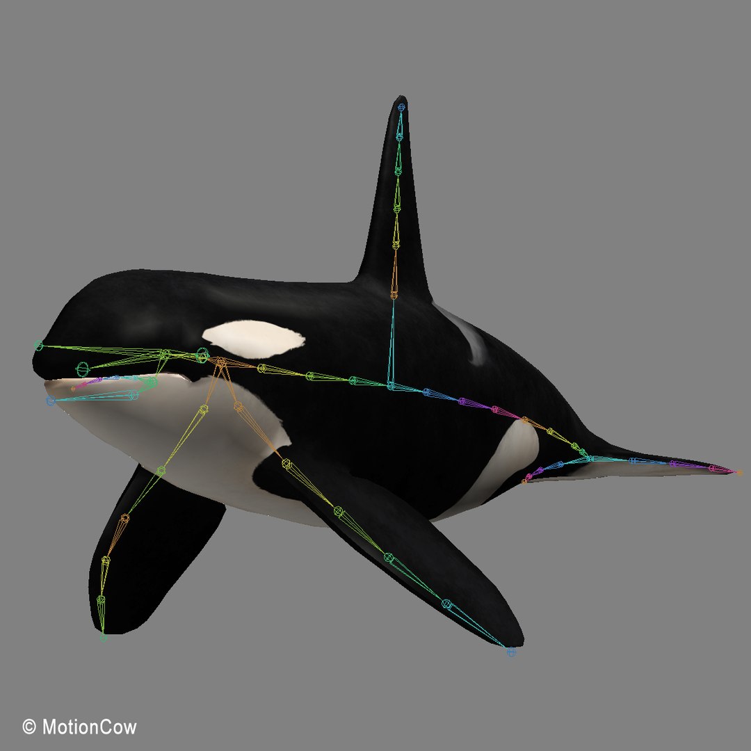 3D orca killer whale model - TurboSquid 1172341