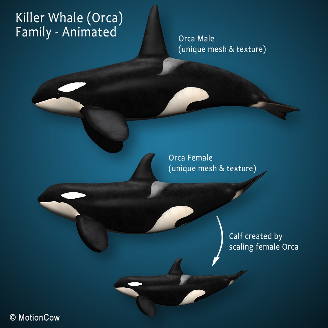 3D Orca Killer Whale Model - TurboSquid 1172341