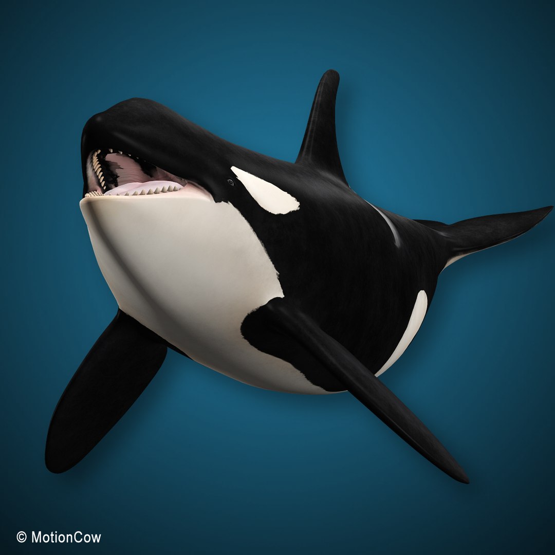 3D Orca Killer Whale Model - TurboSquid 1172341