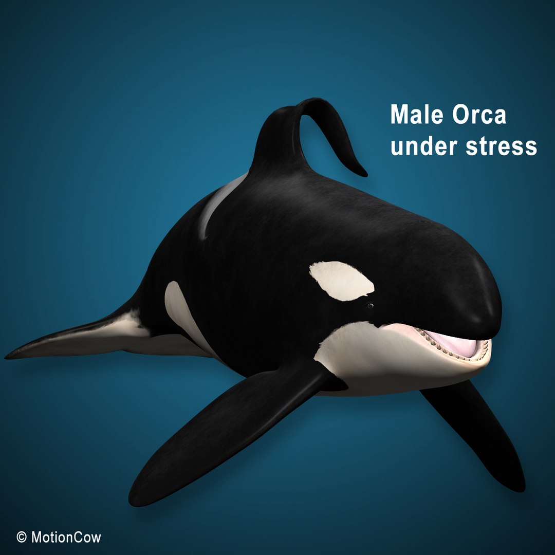 orca sketchfab
