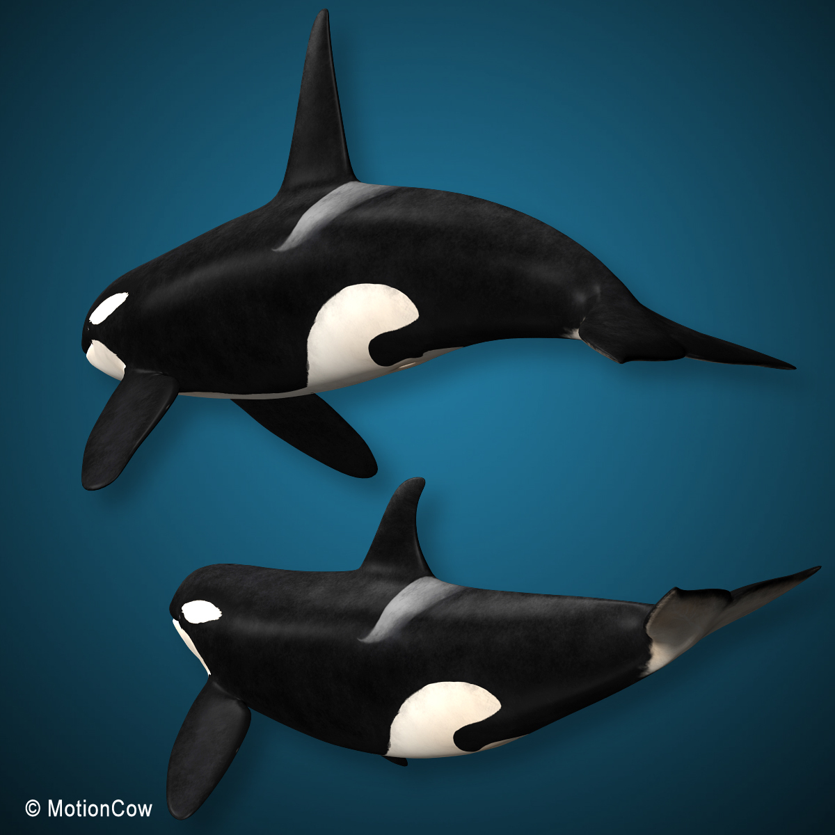 3D orca killer whale model - TurboSquid 1172341
