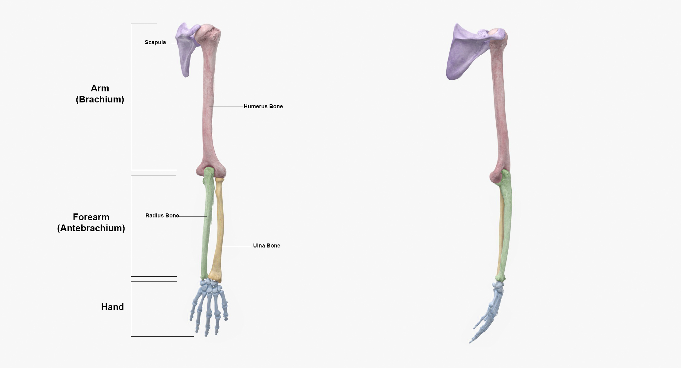 3D real human female skeleton model - TurboSquid 1667221