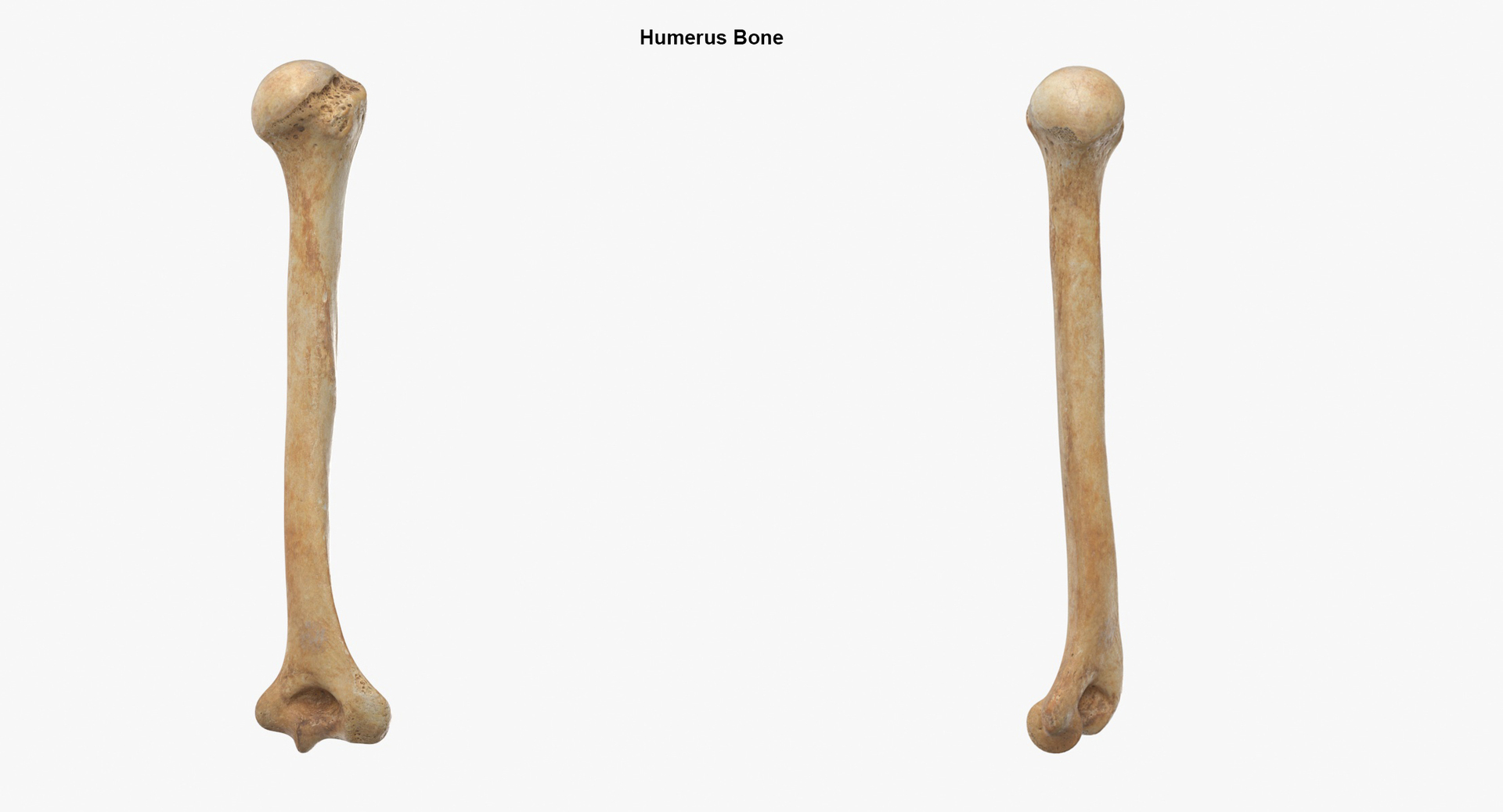 3D real human female skeleton model - TurboSquid 1667221