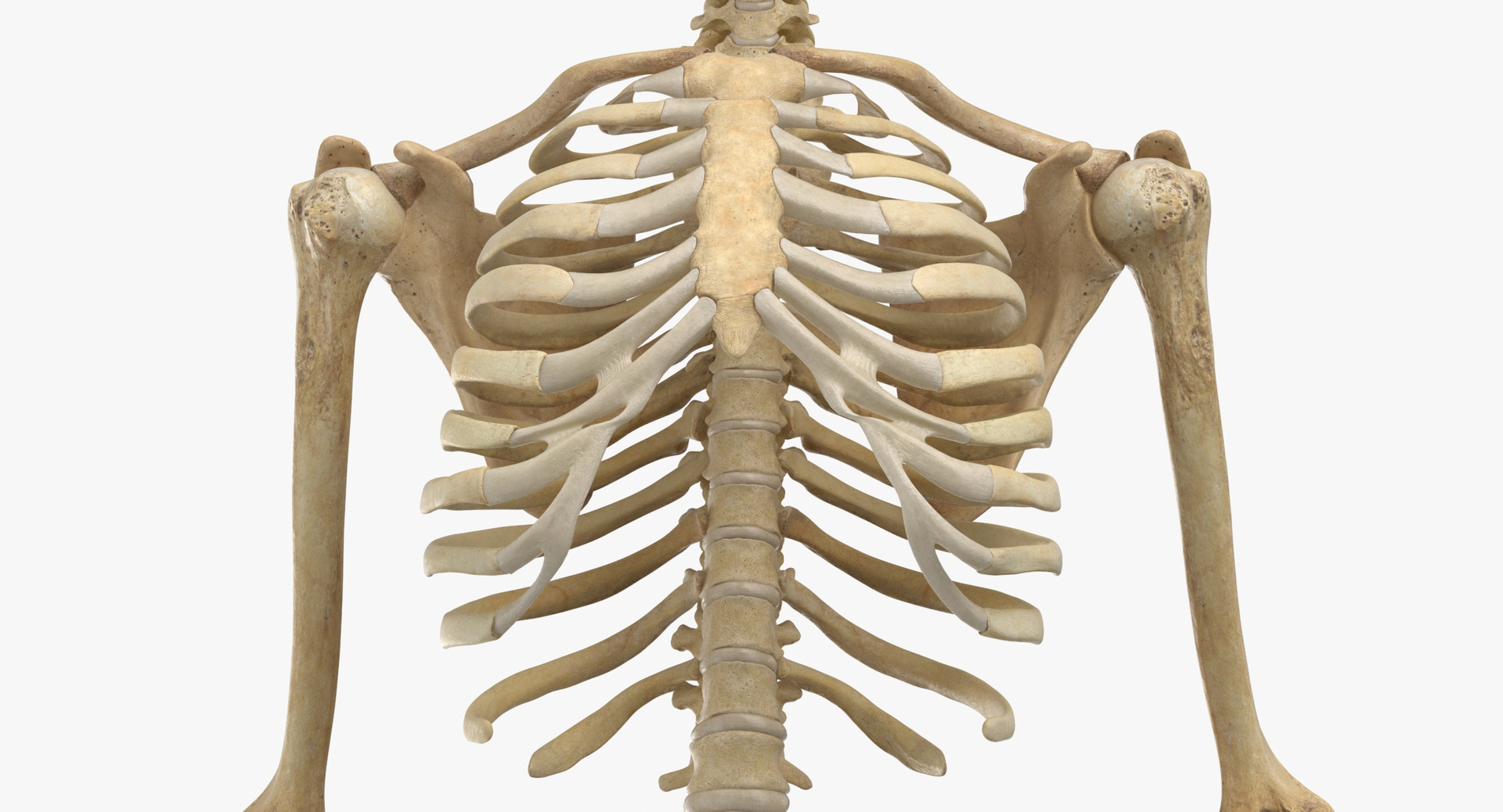 3D real human female skeleton model - TurboSquid 1667221