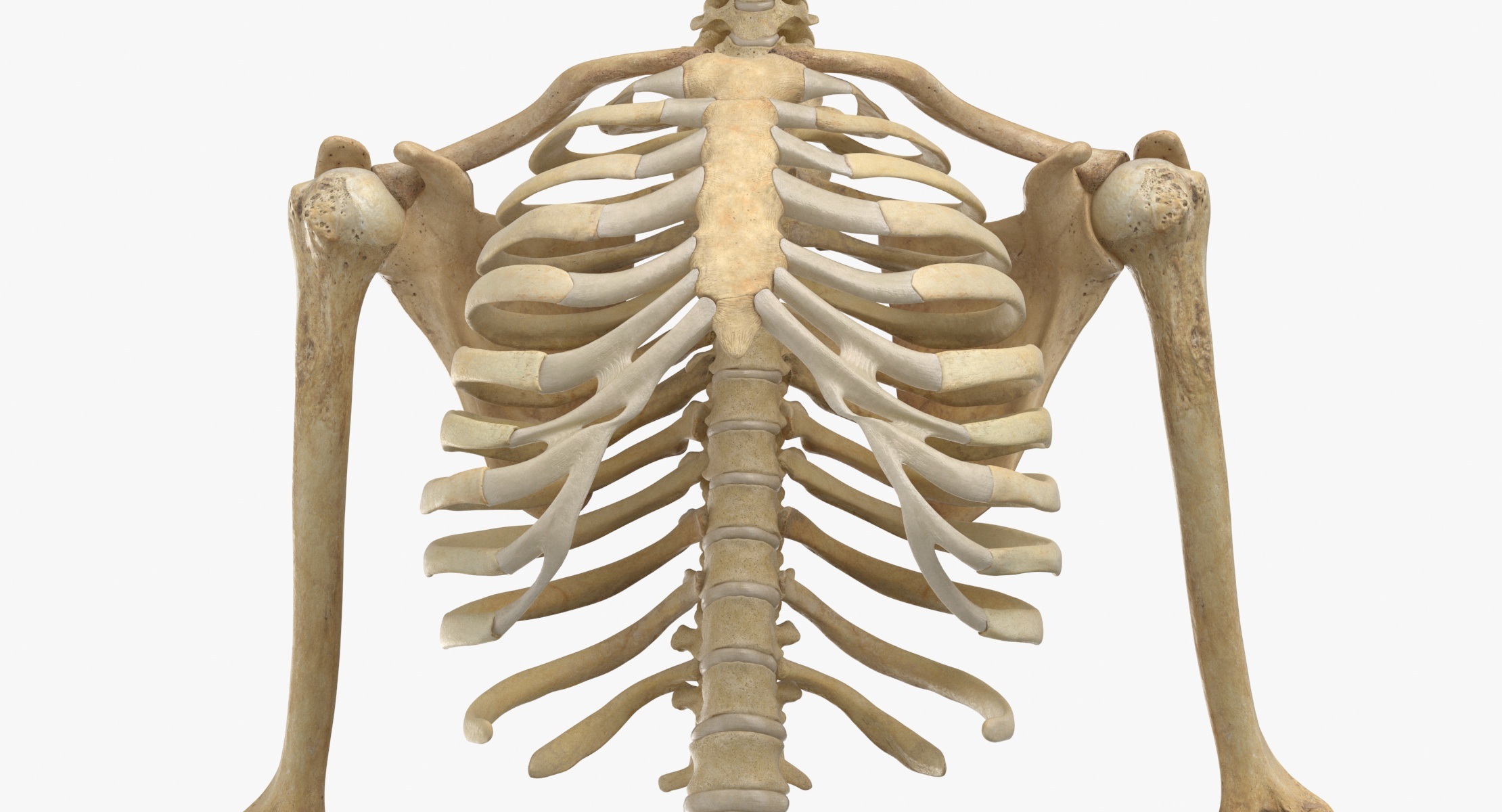 3D real human female skeleton model - TurboSquid 1667221