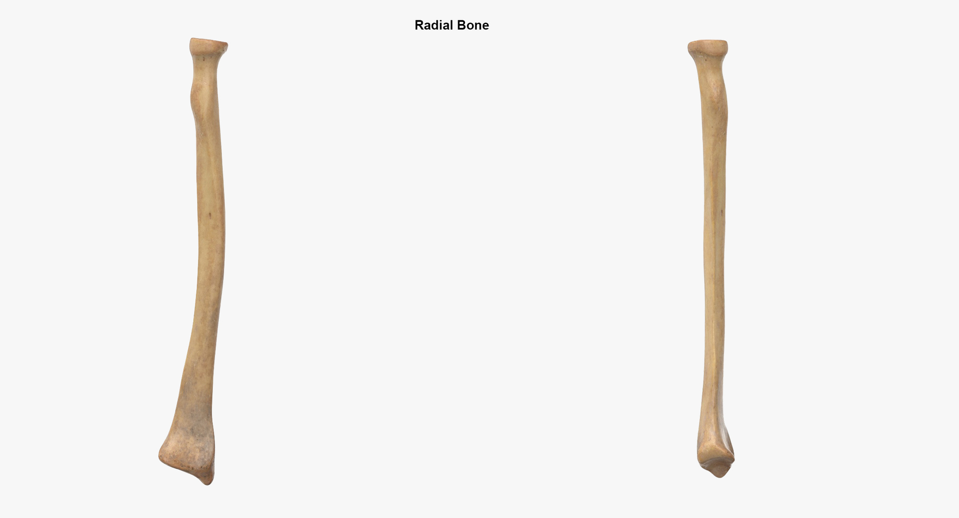 3D real human female skeleton model - TurboSquid 1667221