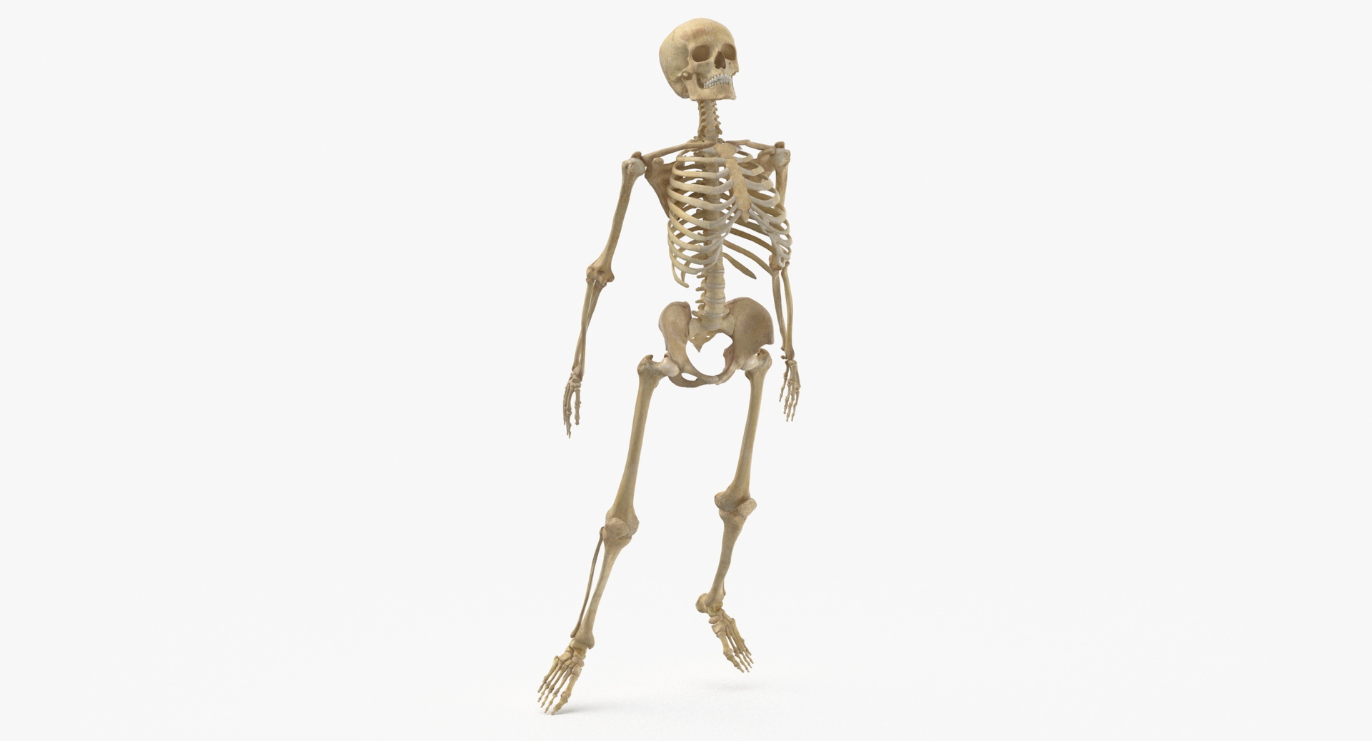 3D real human female skeleton model - TurboSquid 1667221