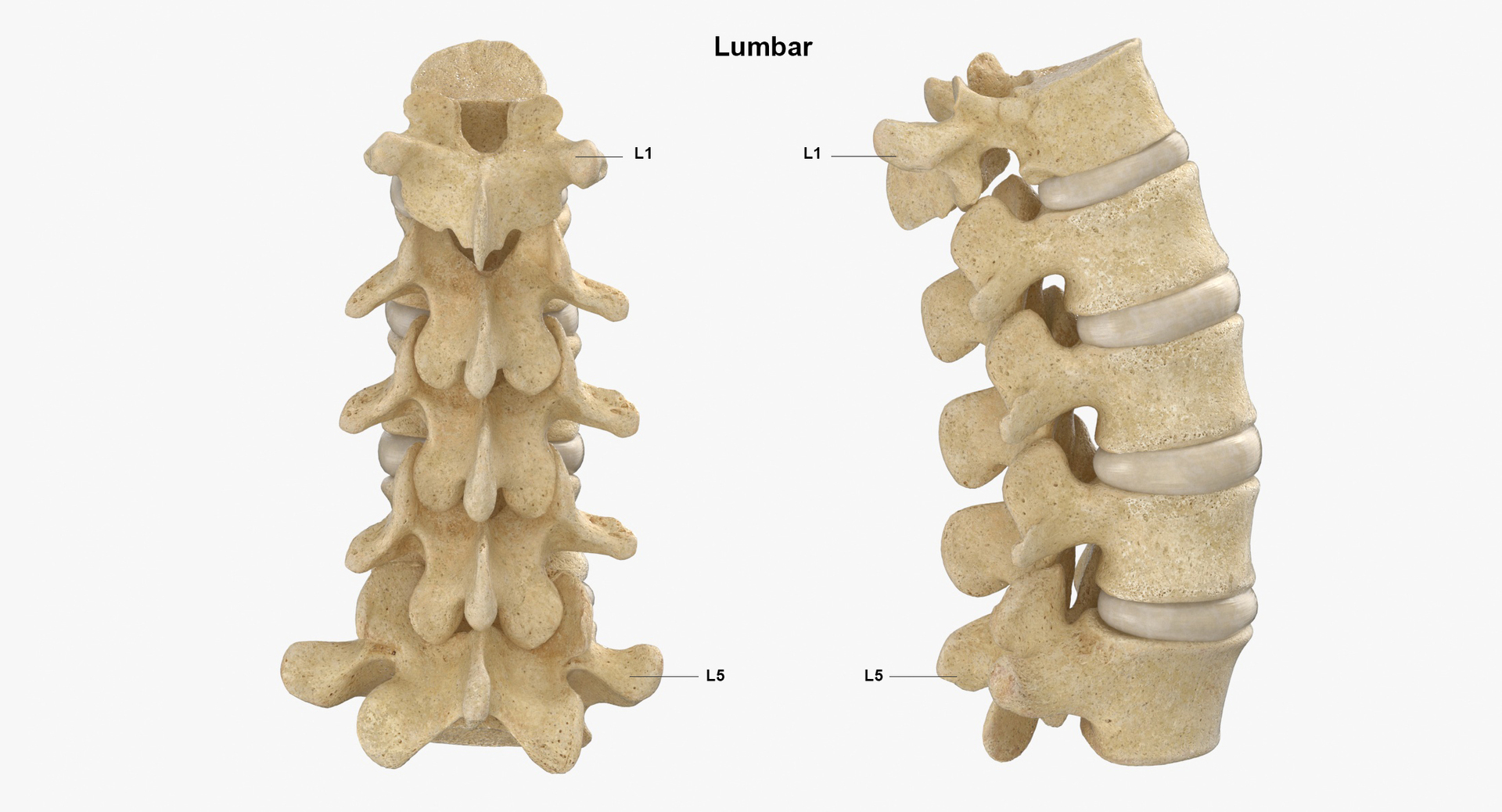 3D real human female skeleton model - TurboSquid 1667221