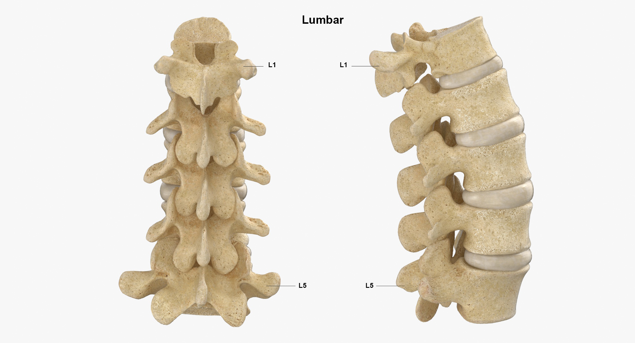 3D real human female skeleton model - TurboSquid 1667221