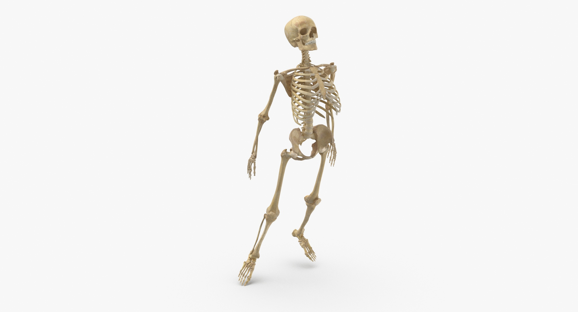 3D real human female skeleton model - TurboSquid 1667221