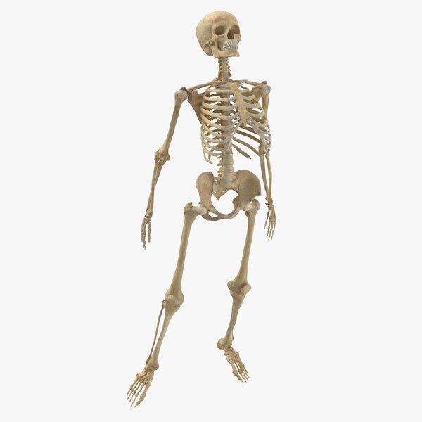 3D real human female skeleton model - TurboSquid 1667221