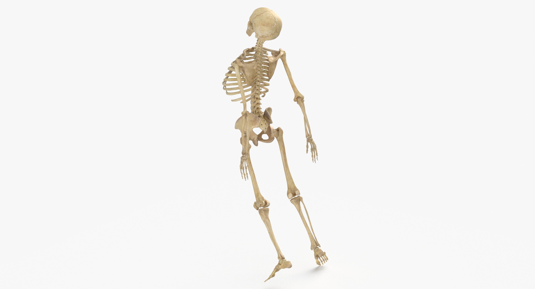 3D real human female skeleton model - TurboSquid 1667221